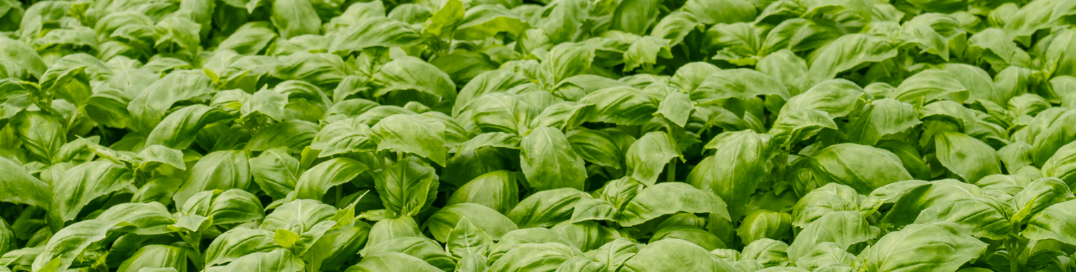 Homepage | Stop Growing Older, Start Growing Bolder®